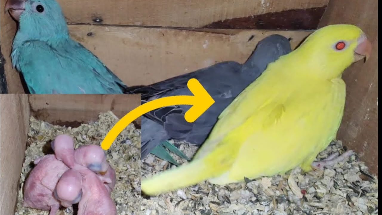 🦜 Day by day growth of parrot babies 🐥#birds #naturelovers #natureasmr ...