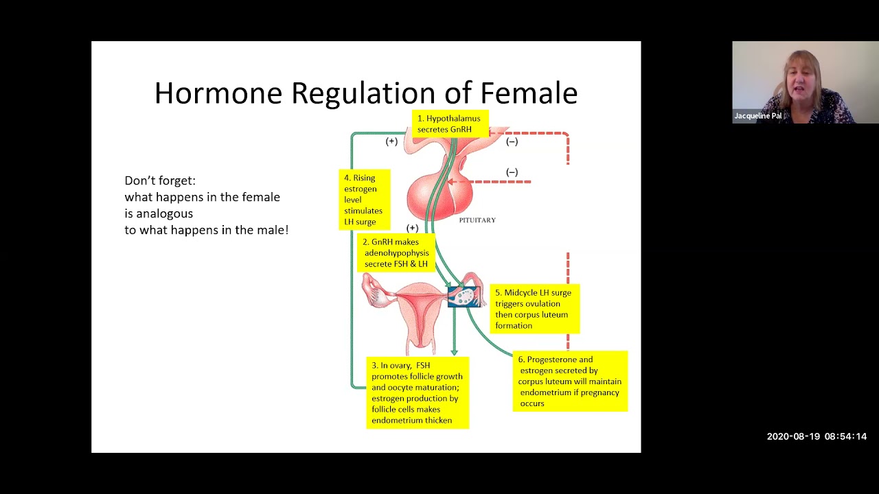 female repro 6 female hormones & fertility lecture (8.5 min) - YouTube