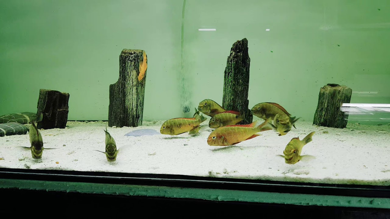 F0 moori golden kazumba - YouTube