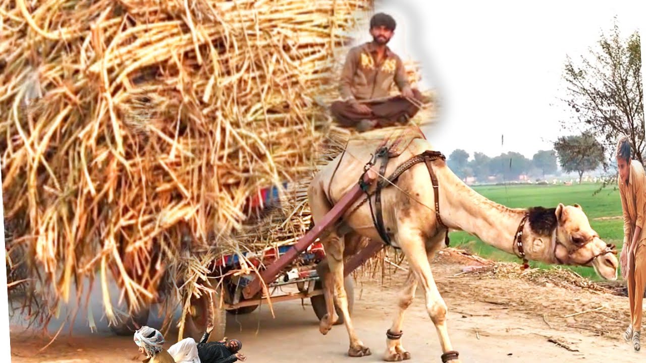 Camel Power 7000 Kg Wight Pass Out In Shugarcin Field - YouTube