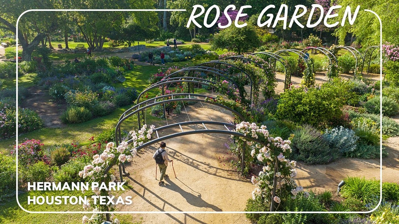 A Magical Walk Through Houston’s Hermann Park Rose Garden | Relaxing ...