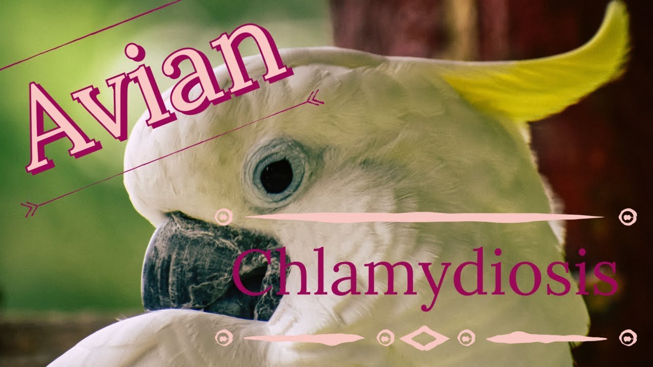 Chlamydiosis In Birds - YouTube