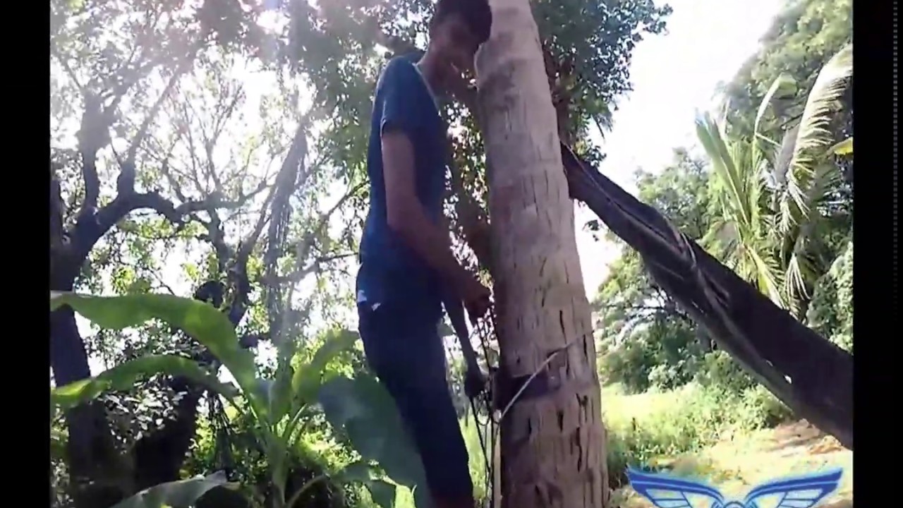 🌴 Revolutionize Your Coconut Harvesting with the Coconut Tree Climber ...