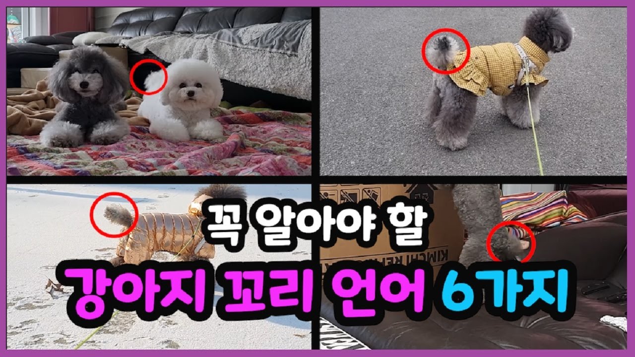 꼭 알아야 할 강아지 꼬리 언어 6가지 【강아지 행동 표현│사랑하는 강아지│강아지 반응 │강아지 사랑 애정표현│강아지 행동언어 이건 무슨 의미일까】 Youtube