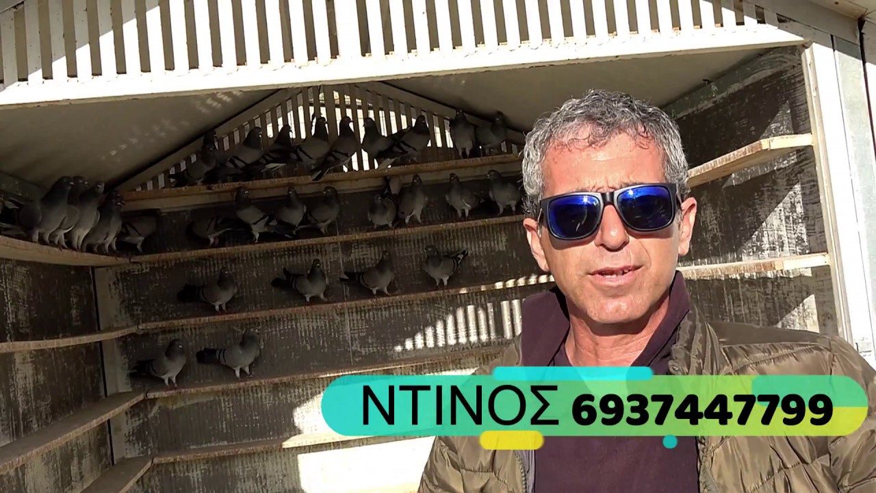 ΠΕΡΙΣΤΕΡΙΑ ΝΤΙΝΟΣ ΤΟ ΑΣΤΕΡΙ ΤΗΣ ΛΑΡΙΣΑΣ 2018 - YouTube