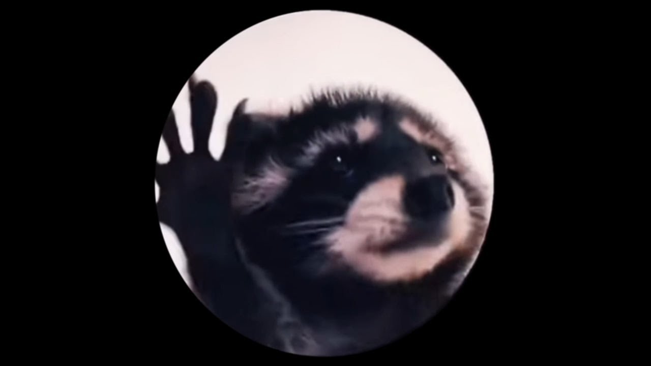 ELVEN DIOR - NITE | Raccoon dance - YouTube