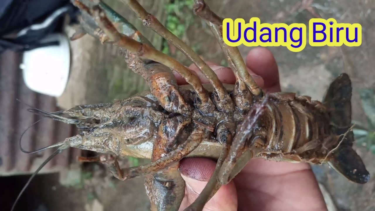 UDANG BIRU @ERSANLIBINTAWANICHANNEL - YouTube