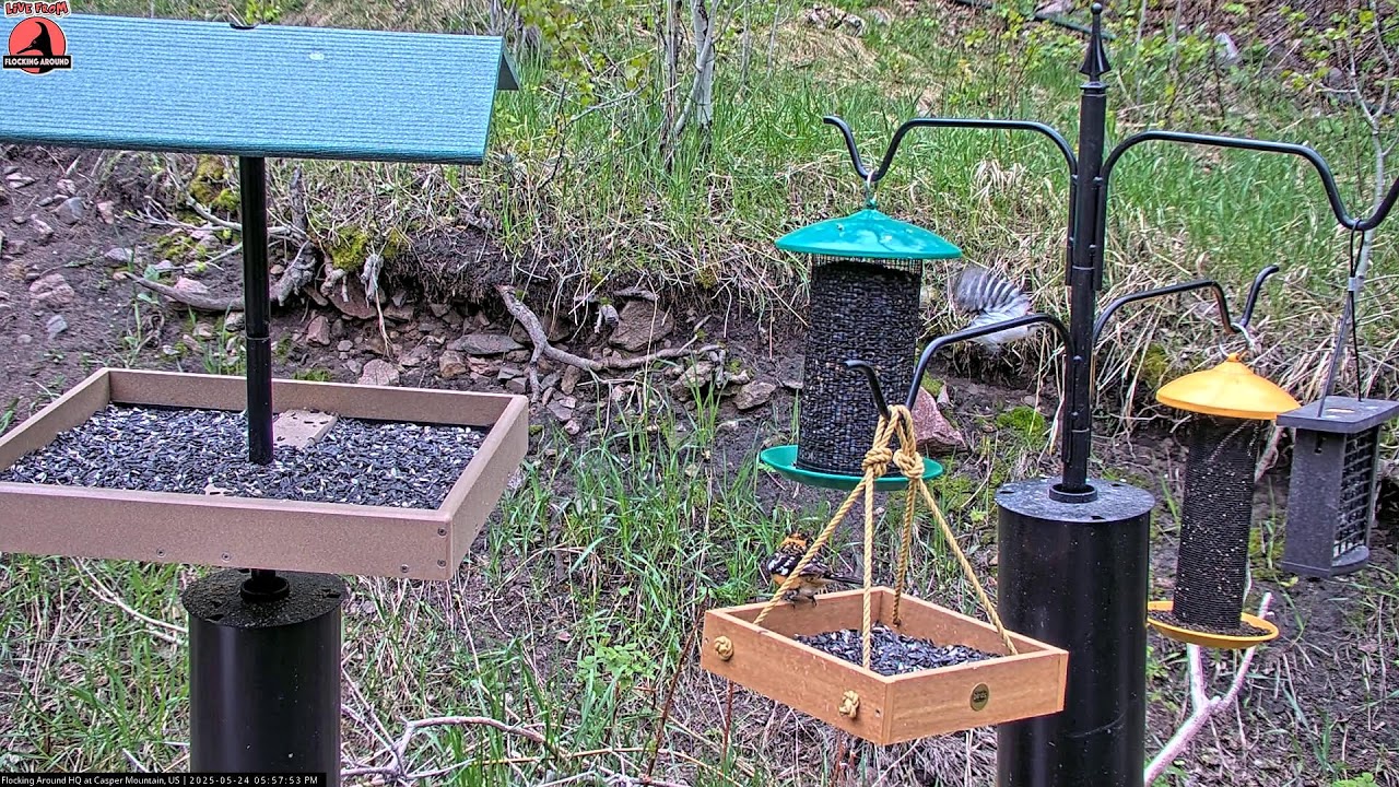 05/24/2025: Backyard Birdwatching Bonanza! Watch the Flocking Around Bird Cam Daily @ 7:00 AM ...