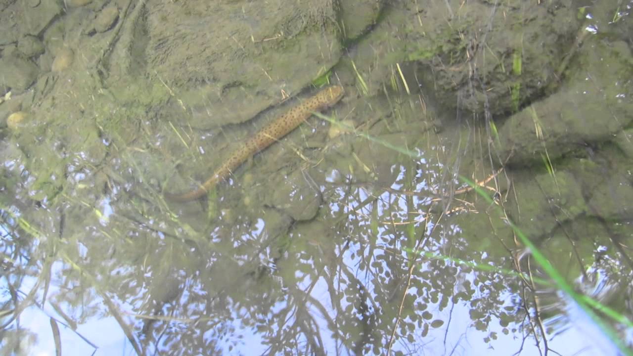 Two Salamander Species - Thursday, May 28, 2015 - YouTube