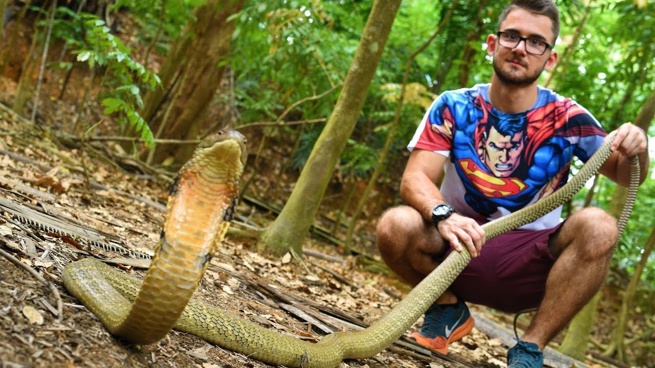 Herping Catching Wild King Cobra - YouTube