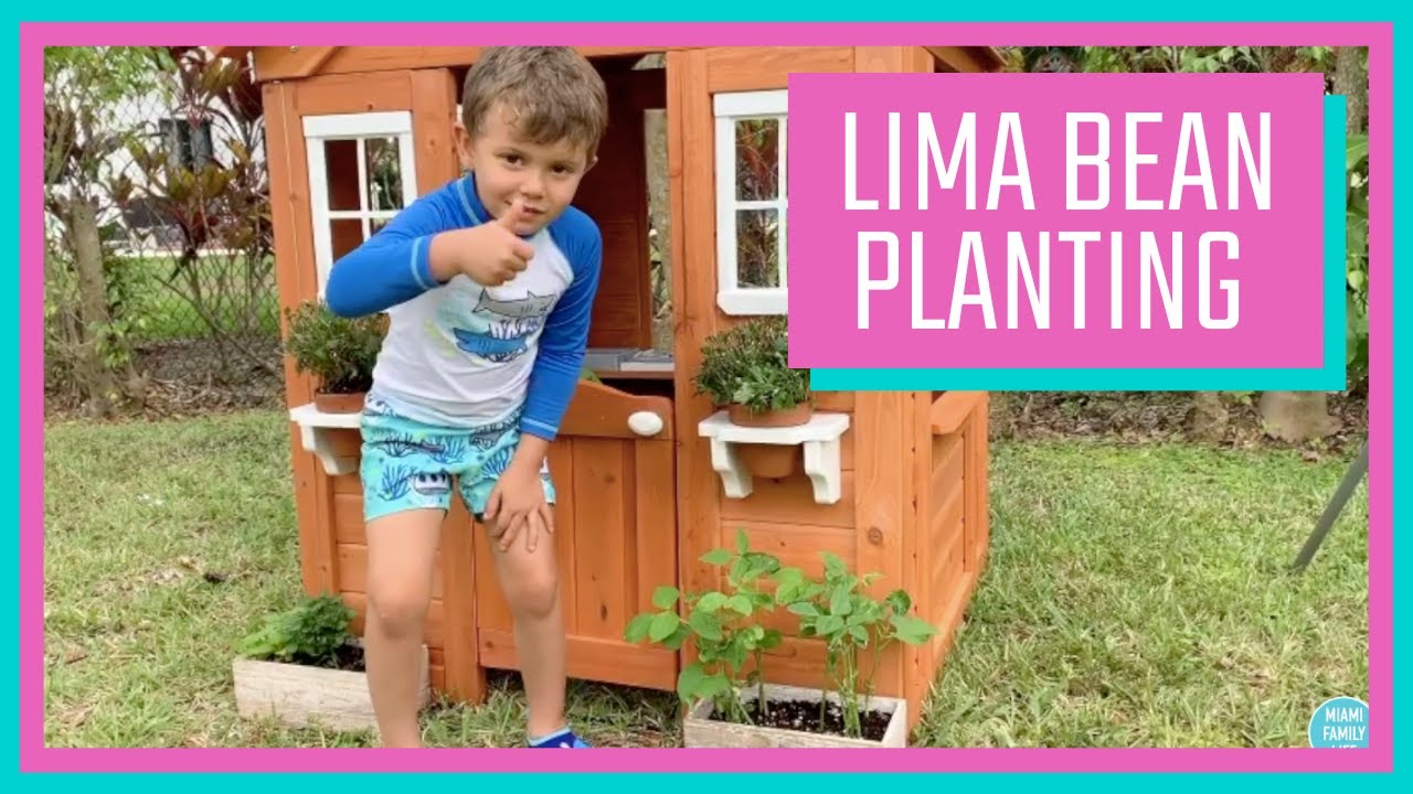 LIMA BEAN PLANTING by Miami Family Life! Learning to Plant Lima Beans ...