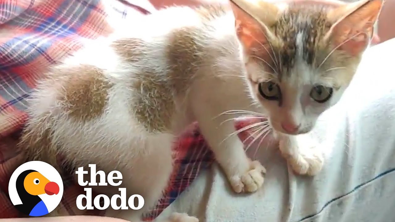 Tiny Kitten Follows A Couple A Kilometer Into Their Car | The Dodo Cat ...