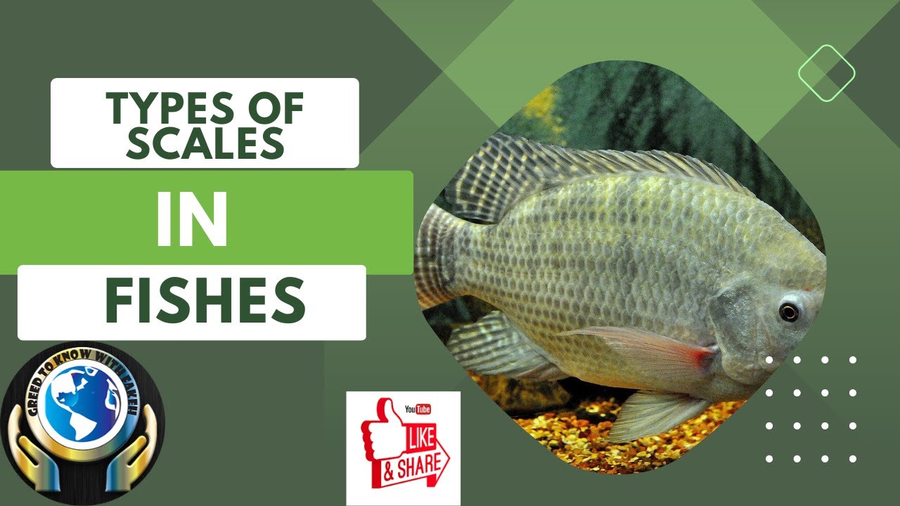 TYPES OF SCALES IN FISHES | #scale - YouTube