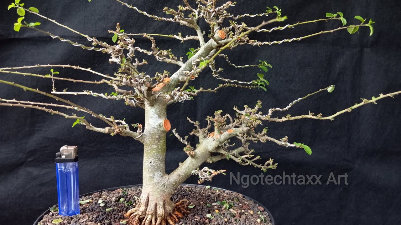 update proses kaliage - YouTube