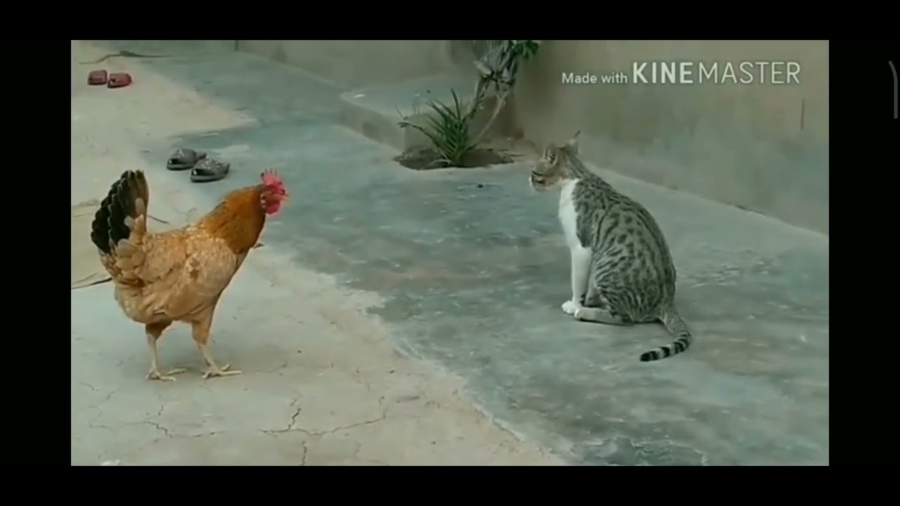 Chicken VS Dog and Cat Fights- - YouTube