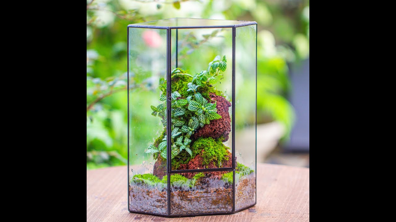 tutorial: fittonia and moss corner terrarium project #moss #terrarium # ...