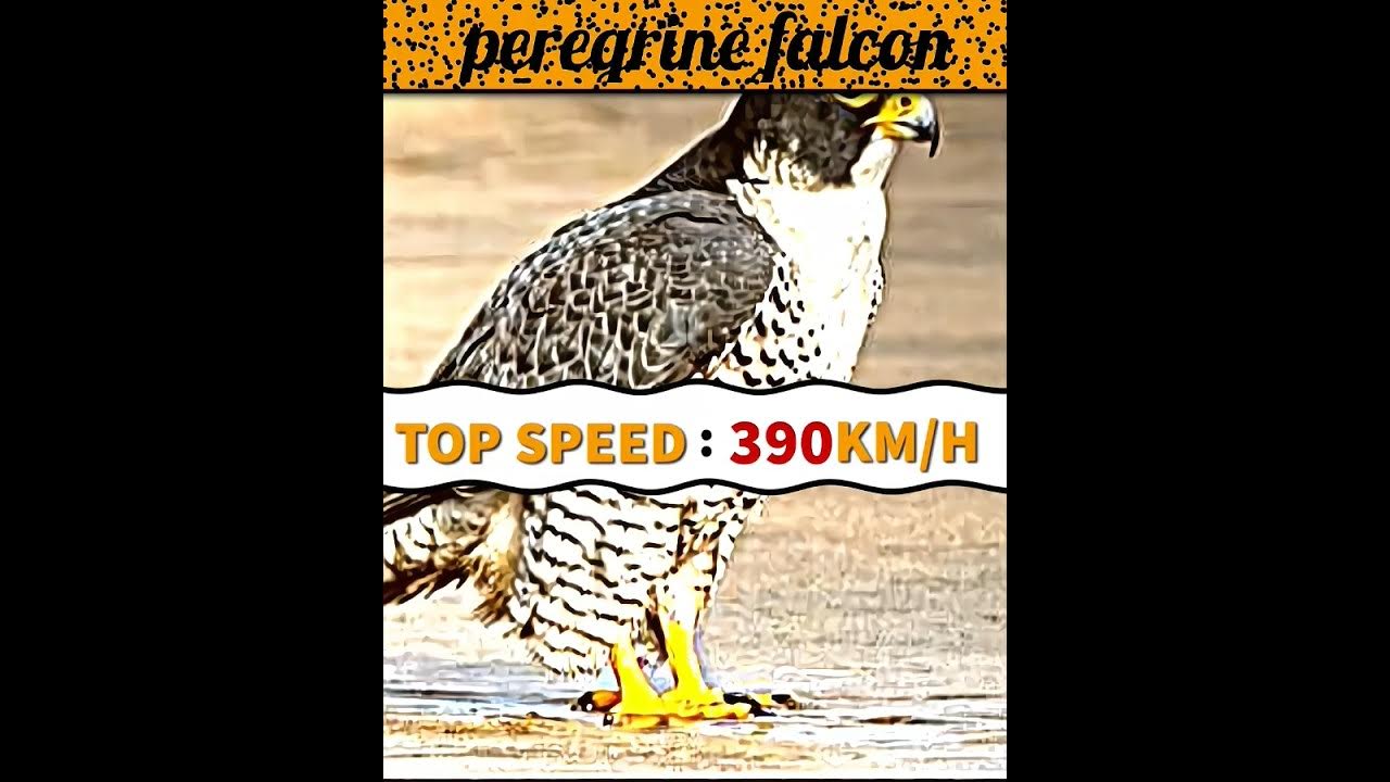 animal speed comparison #youtube #shorts - YouTube