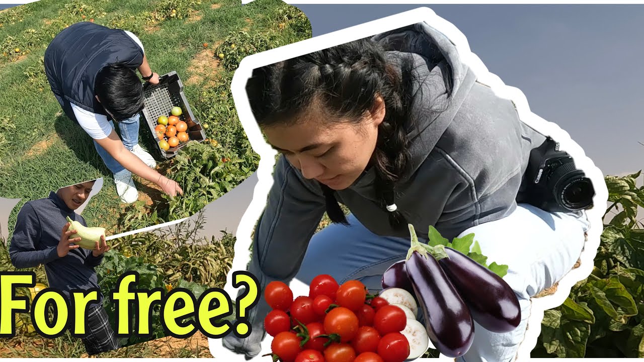 Vegetable garden in Riyadh #riyadh #vegetables #pick #freshfromfarm ...