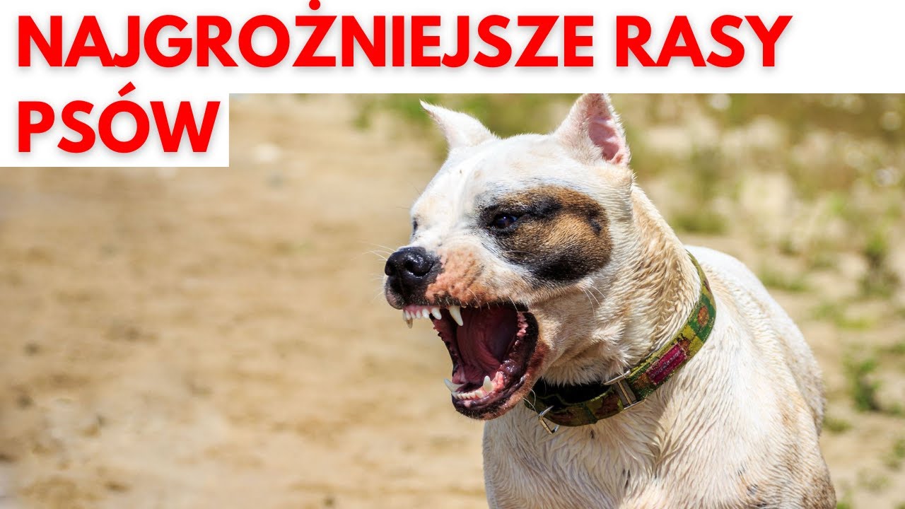 NIEBEZPIECZNE PSY! Najbardziej Niebezpieczne gatunki psów na świecie ...