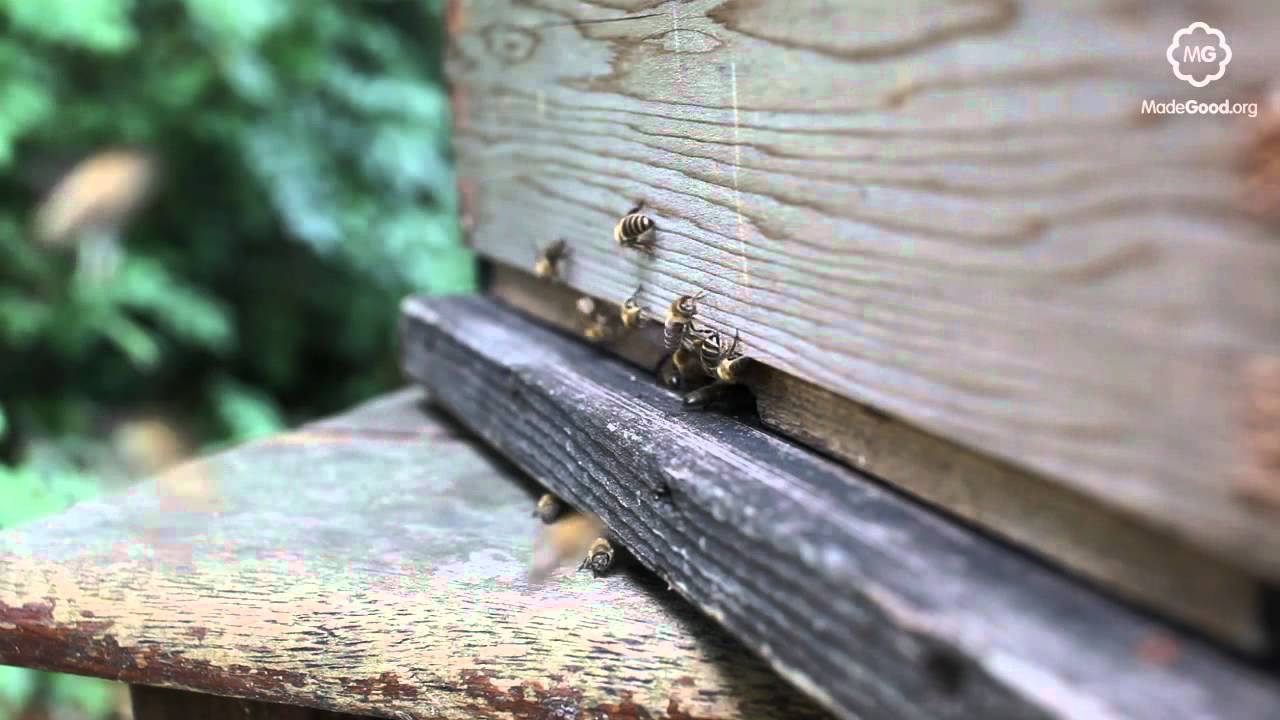 Beekeeping - Moveable Frame Beehives - YouTube