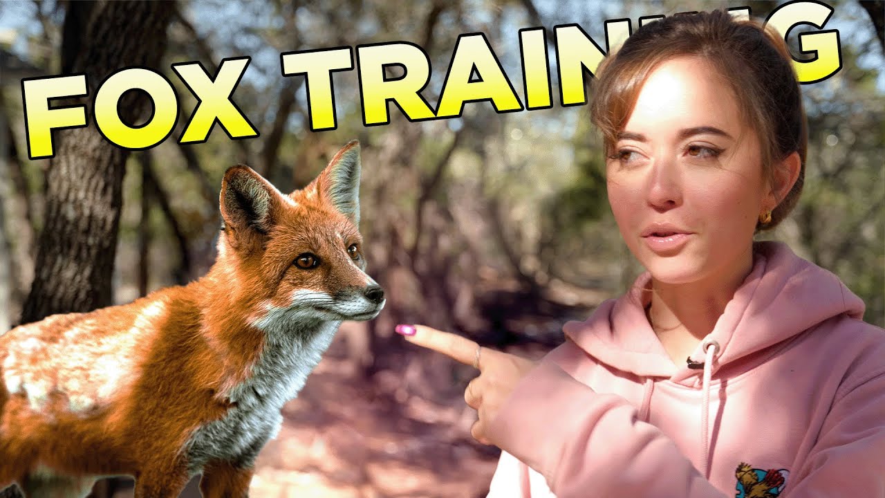 How We Train Our Foxes! - YouTube