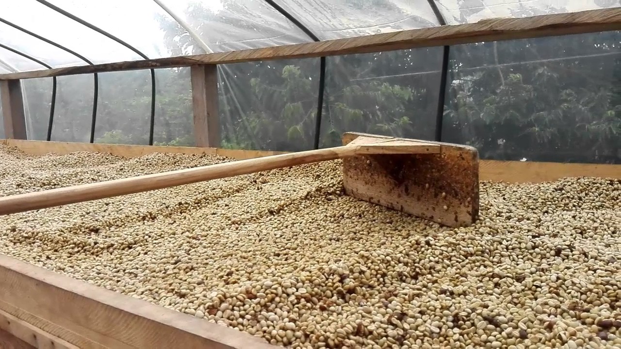 Tecnica secado del café - YouTube