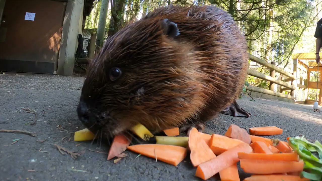 Beavers Gather Veggies and Bring Them Back To Lodge - YouTube