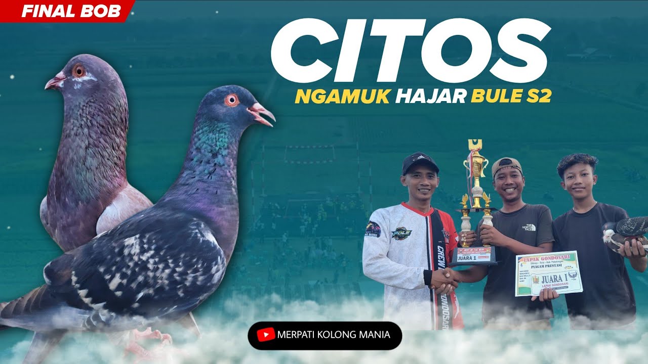 FINAL CITOS vs BULE S2‼️BOB Hari Senin Lapak GONDOSARI Silirejo ...