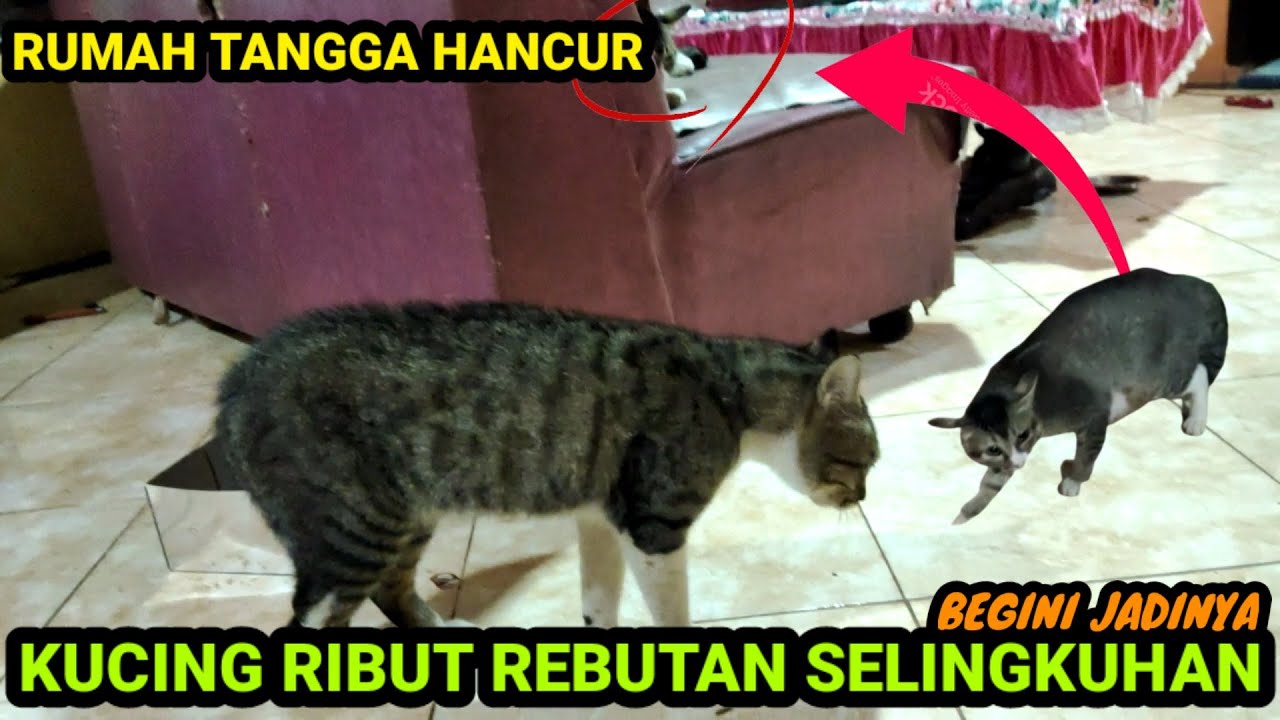 KUCING RIBUT REBUTAN SELINGKUHAN - RUMAH TANGGA HANCUR - YouTube