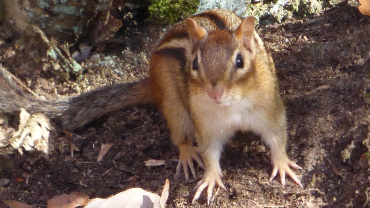 Eastern chipmunk - wild chipmunk clucking or chucking (alarm) sounds ...