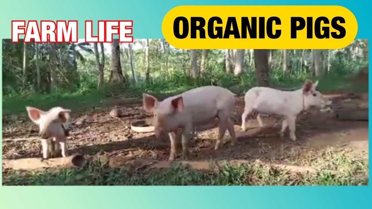 THESE ARE ORGANIC PIGS IN OUR FARM - YouTube