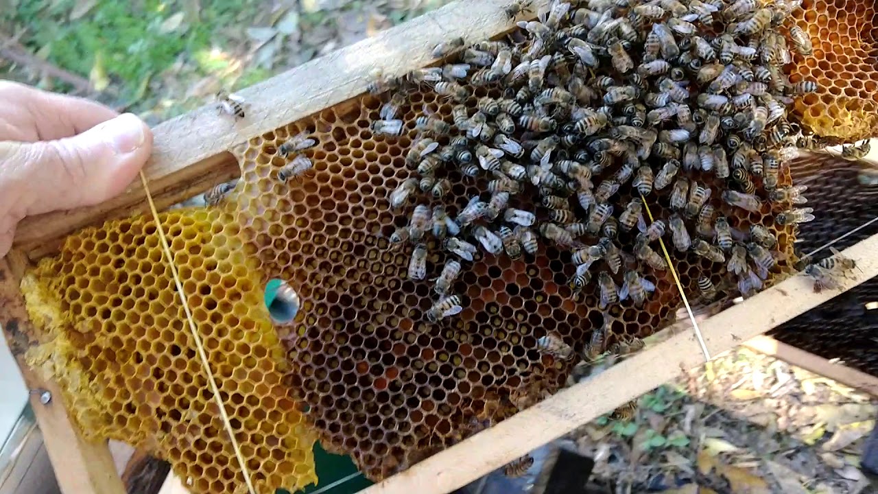 Inspection of a badly robbed hive - YouTube