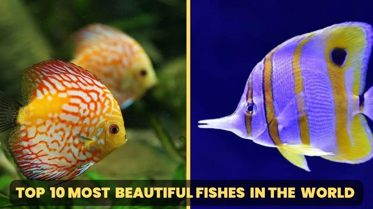 Top 10 Most Beautiful Fishes In The World | Exquisite Colors and ...