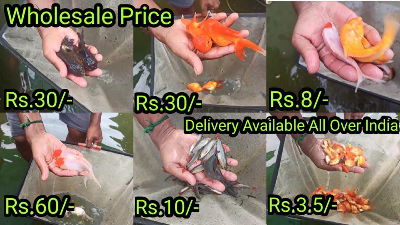 Kolathur Colour Fish Farm Tour || A.M Aquarium || King's of Pets தமிழ் ...