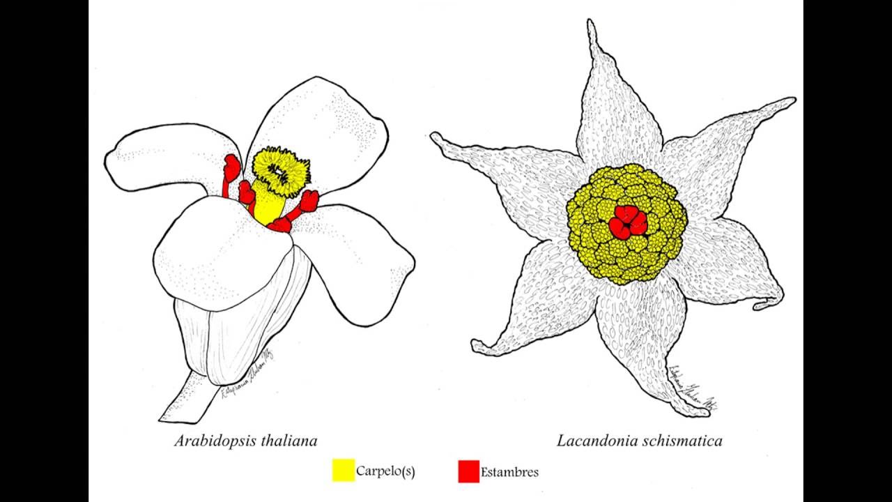lacandonia schiasmatica - YouTube