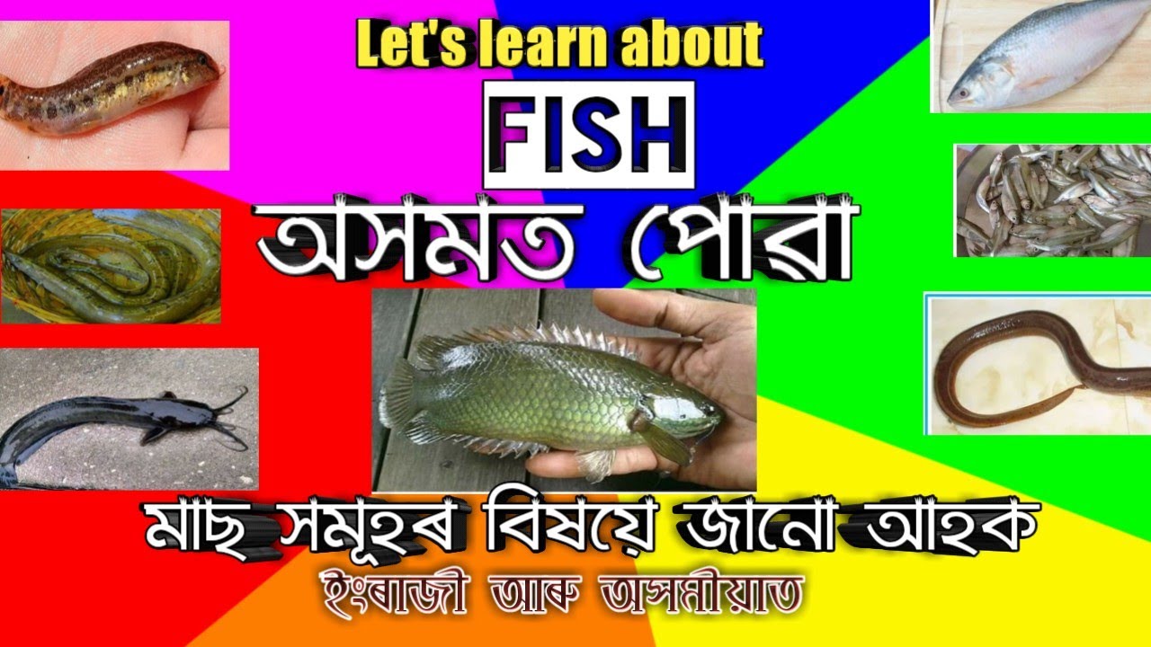 Most Popular Fish in Assam| Fish name Assamese & English| মাছৰ বিষয়ে ...