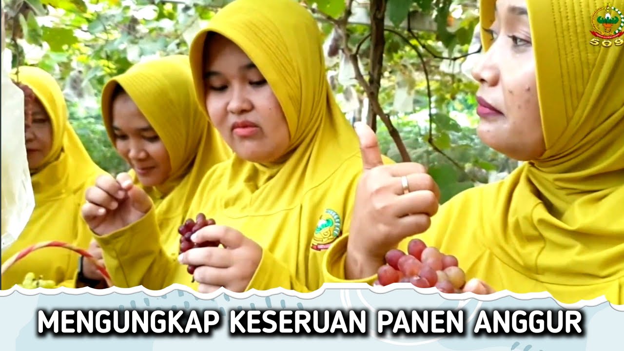 Mengungkap keseruan Panen Anggur di Mayonif 509 / BY Kostrad - YouTube