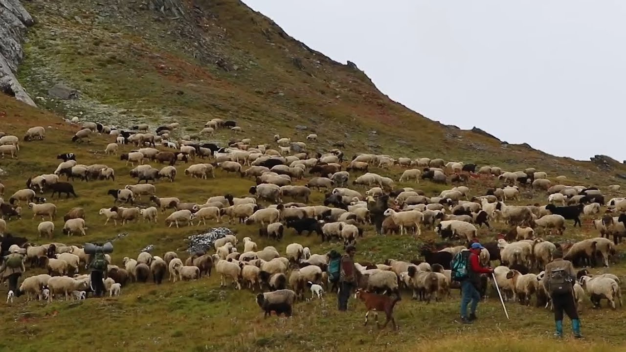 himalaya sheep farm crossing the giant mountain part 2 || himalayan ...
