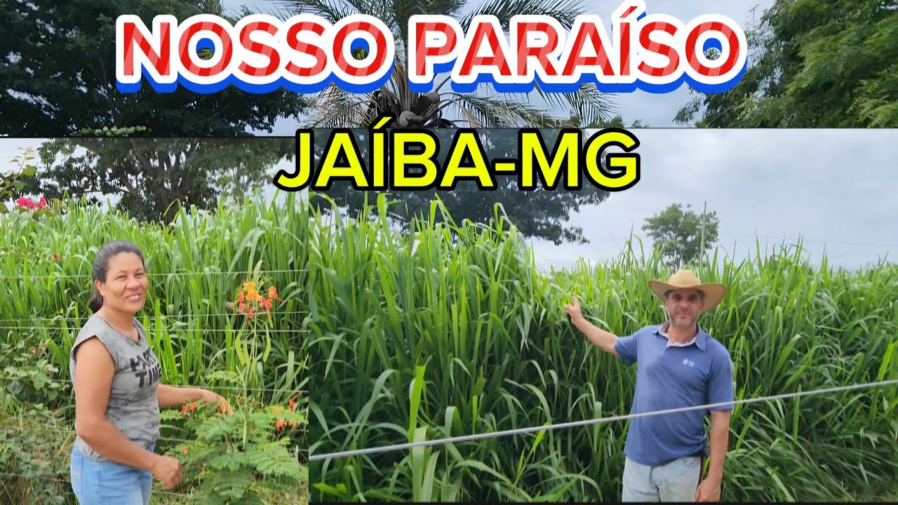 NOSSO SÍTIO EM JAÍBA. VEJA COMO ESTÁ - YouTube
