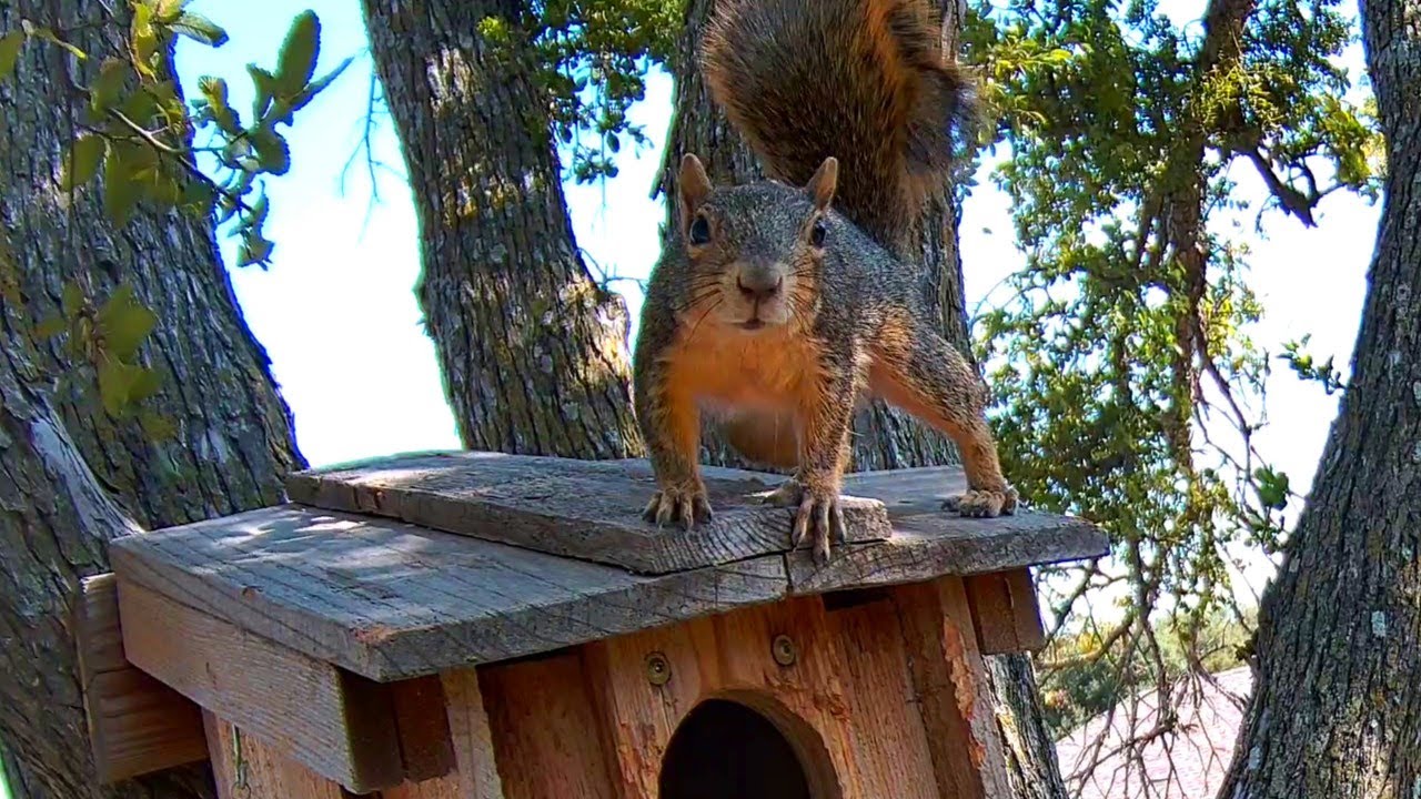 Excited Female Squirrel Checks Out 2 Nestboxes For Her Future Babies ...
