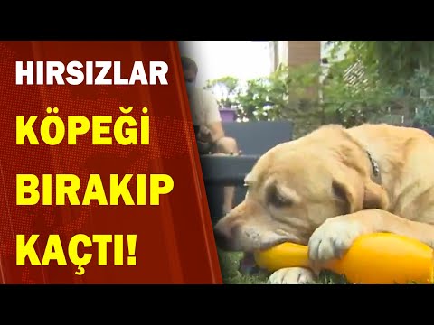 Kaçırılan Köpek Bulundu, Hırsızlar Köpeği Bırakıp Kaçtı! / A Haber | A Haber