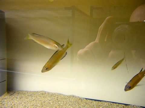 Cyprichromis microlepidotus "Karilani" fx - YouTube