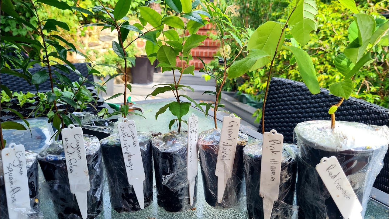 More rare trees for the urban farm. - YouTube