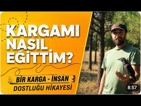 BACADAN DÜŞEN KARGA'NIN ÖYKÜSÜ /Karga Bakımı (Crow Care) #karga #yavrukargabakımı #crow #kargabakımı