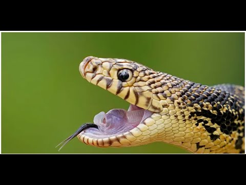 DRC(Giant snake in virunga national park) - YouTube