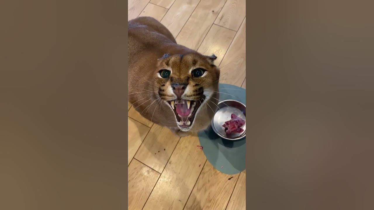 Hungry Floppa Youtube