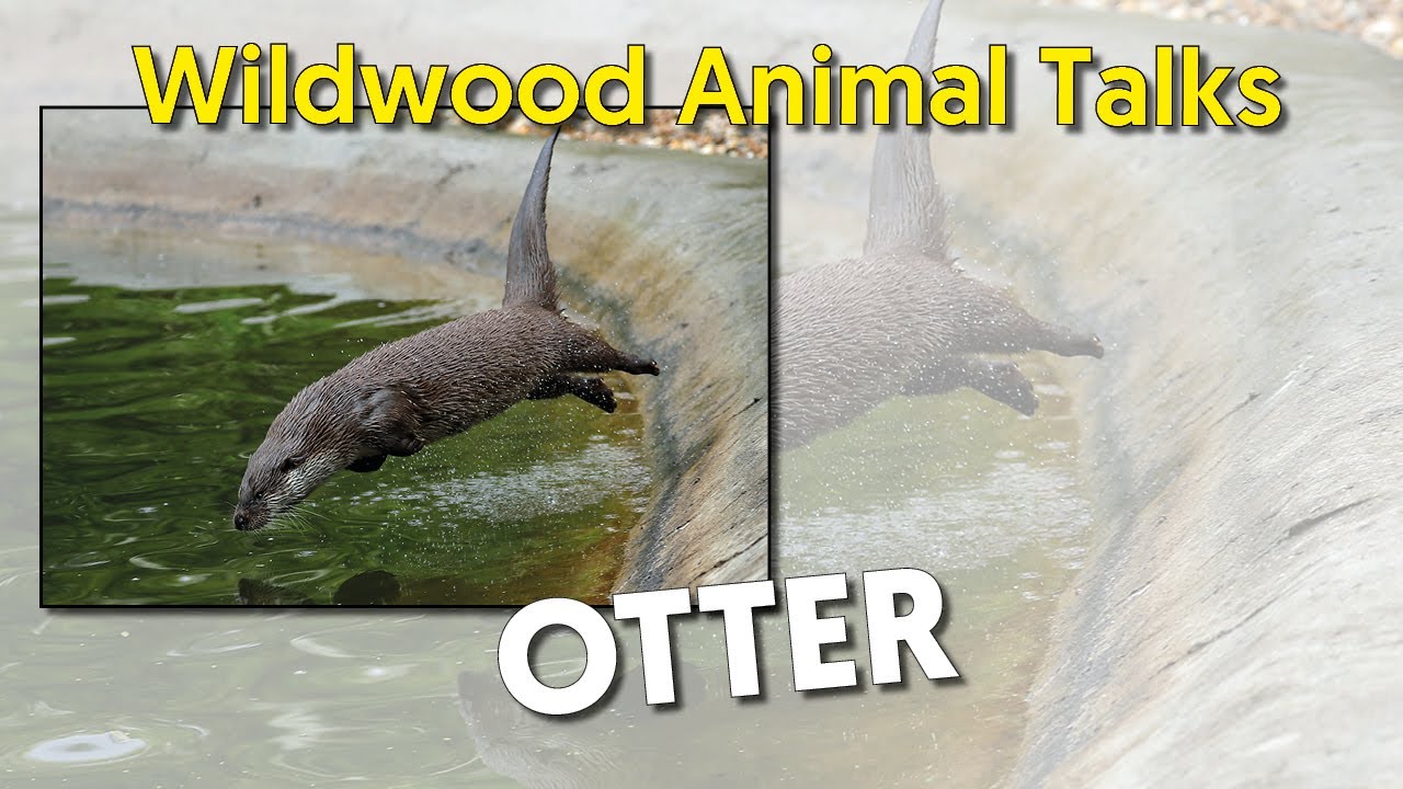 Wildwood Otter Talk - YouTube