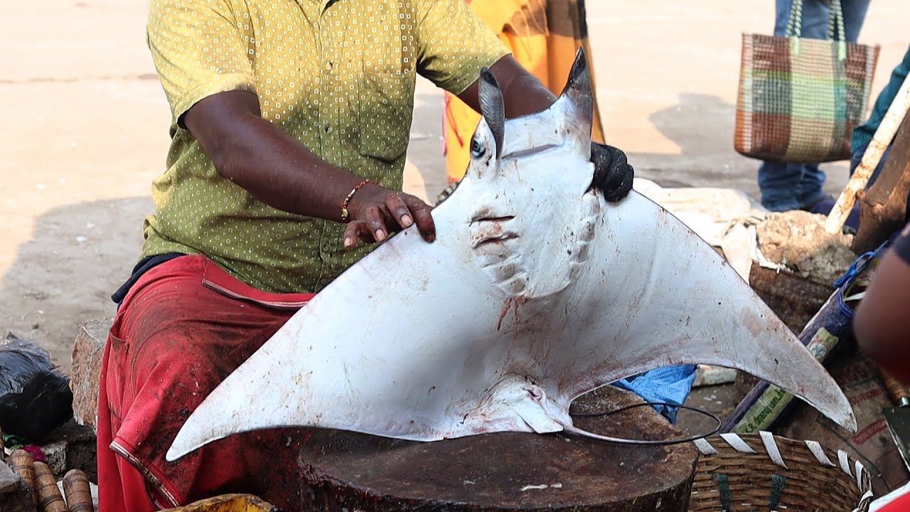 BIG THIRUKKAI FISH CUTTING VIDEO - YouTube