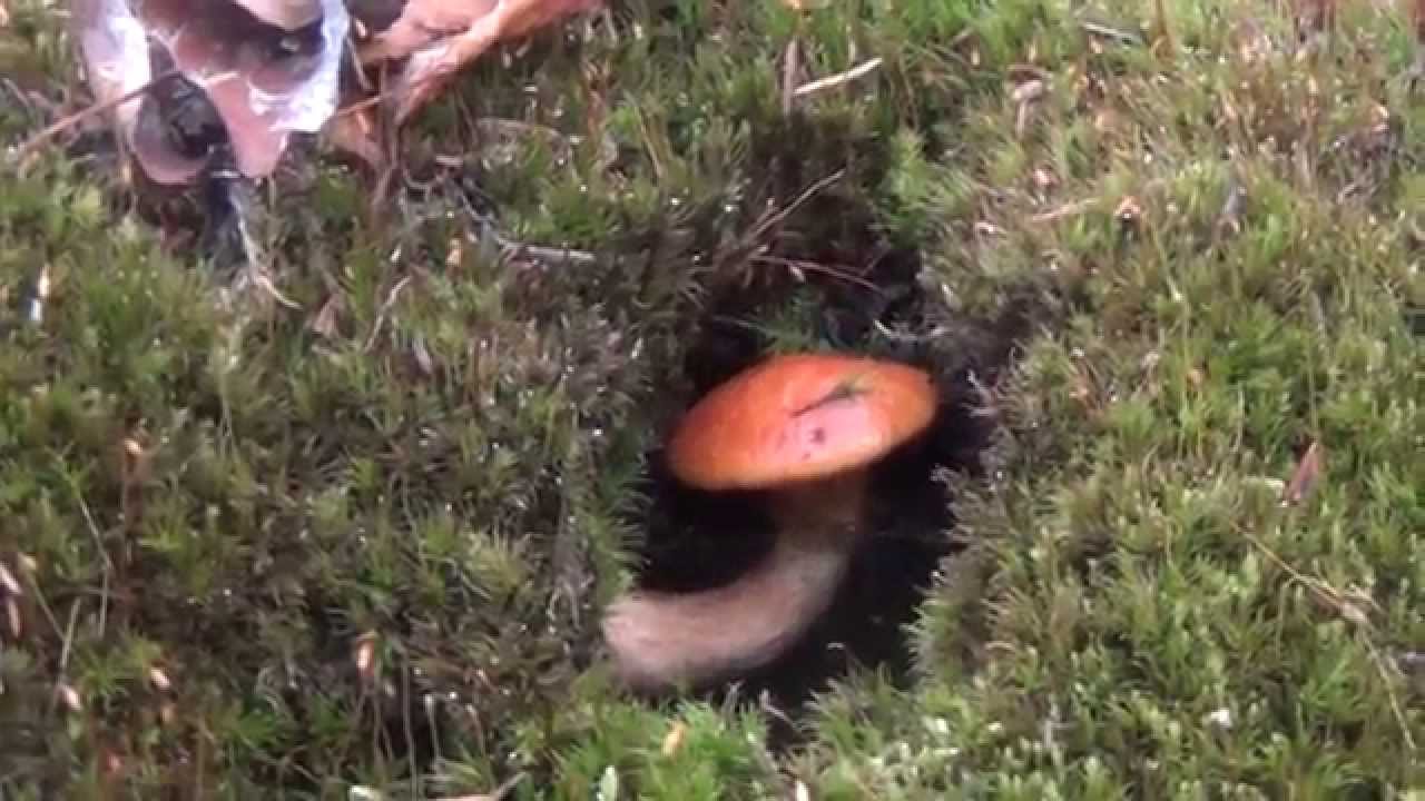 Collecting & Cooking Slippery Jack Mushrooms - Part 1 - YouTube