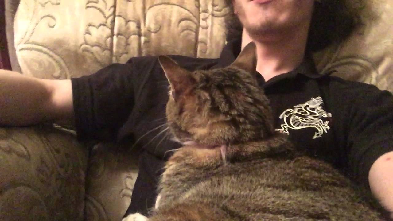 Shinanegans! (Cat Spasms) - YouTube
